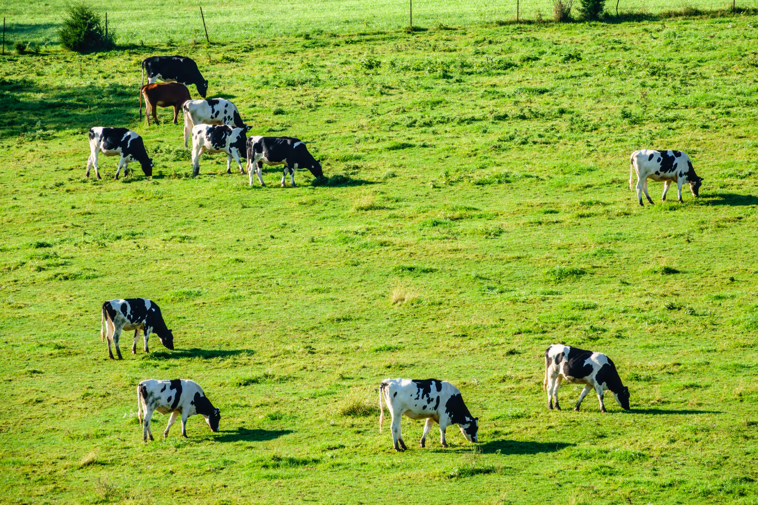 Dairy Together Calls For Fair Prices - Mid-West Farm Report