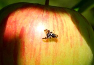 Apple Pests Will Linger After Labor Day - Mid-West Farm Report