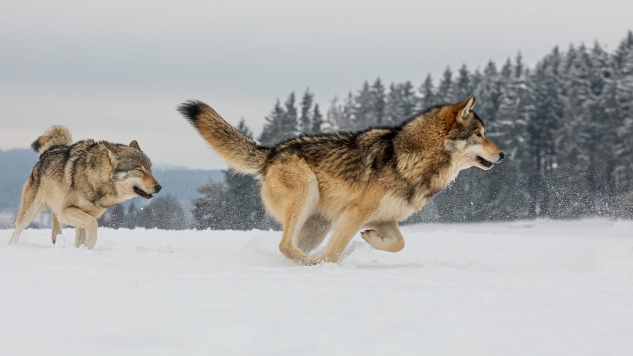 Wolf Delisting Vote Could Come Thursday - Mid-West Farm Report