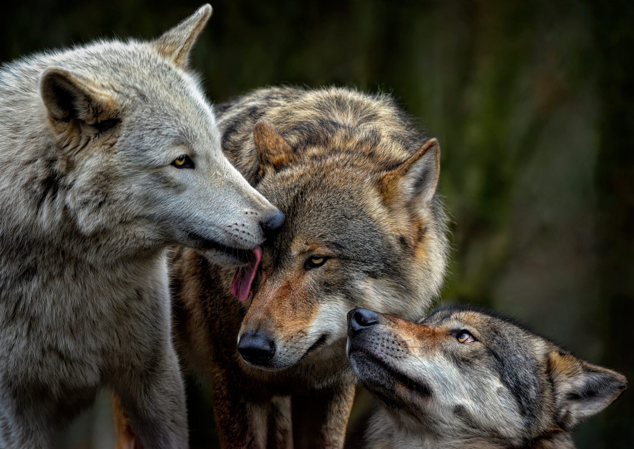 Wolf Delisting Vote Could Come Thursday - Mid-West Farm Report