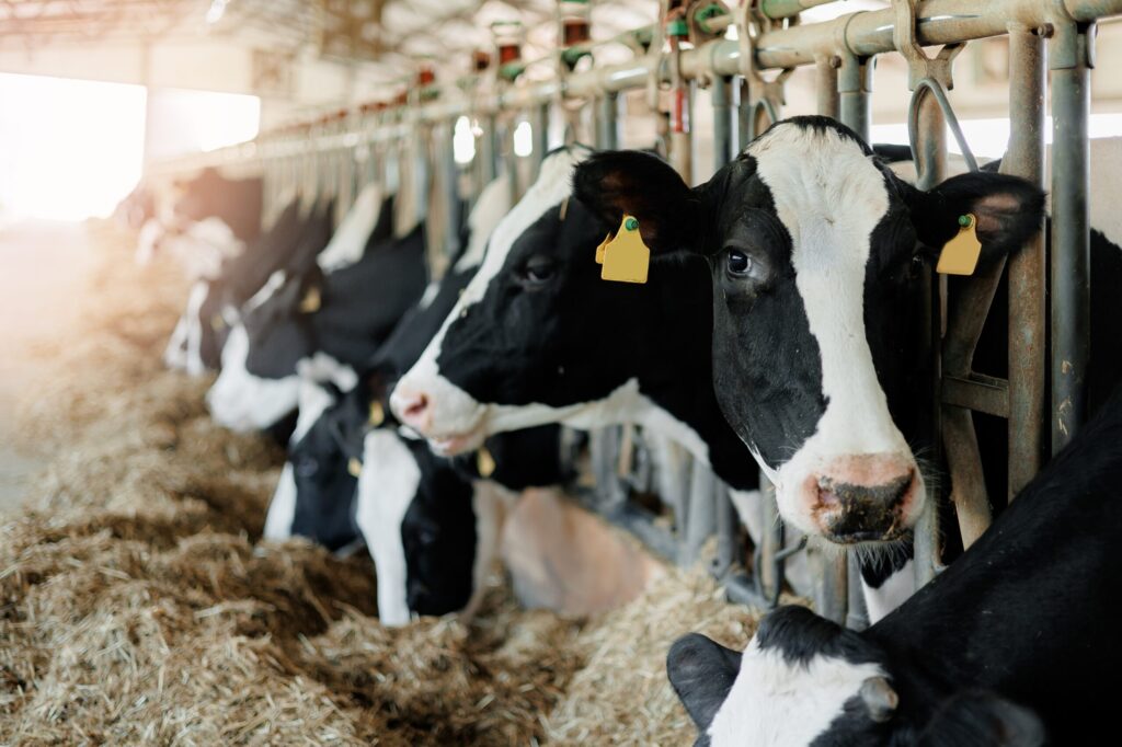 Record Exports Keep Dairy Afloat Despite Production Surge - The Farm