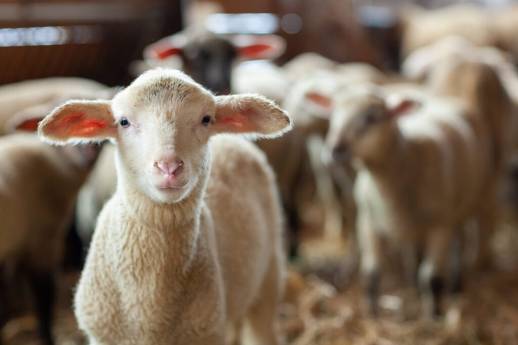 Fed Lamb Prices Slide As Harvest Jumps - Mid-West Farm Report