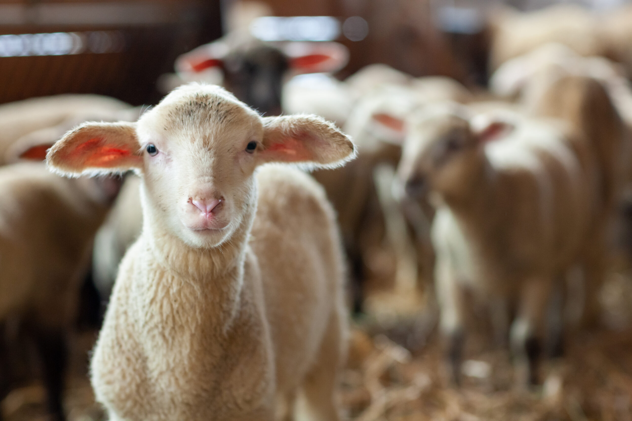 Fed Lamb Prices Slide As Harvest Jumps - Mid-West Farm Report