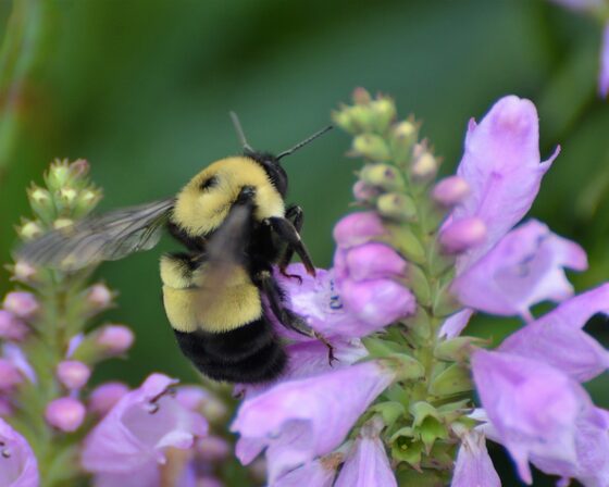 Boost Habitat For Pollinators With Native Plants - Mid-West Farm Report