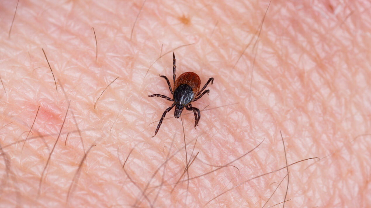 High Tick Activity Continues - Mid-West Farm Report