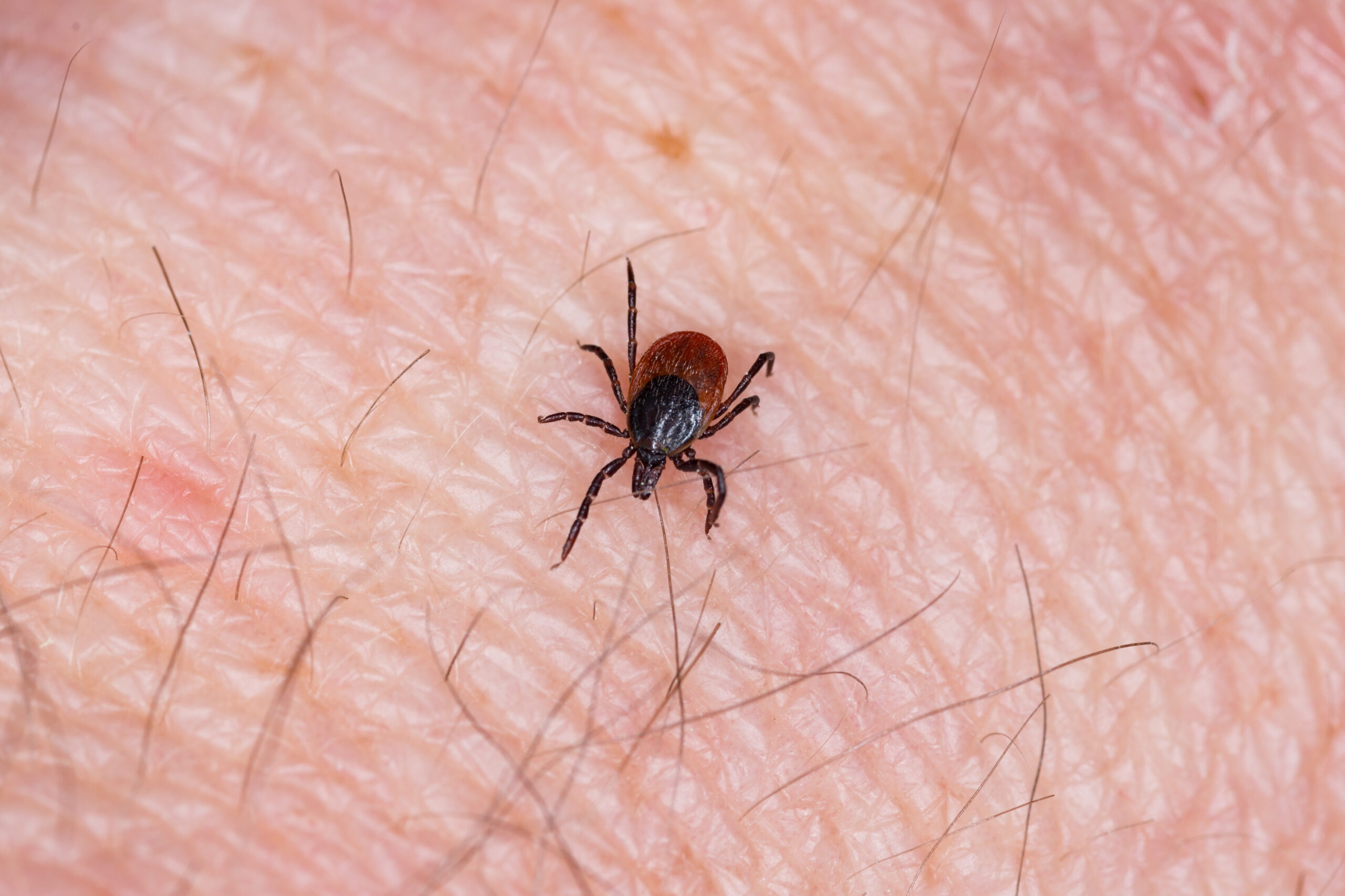 High Tick Activity Continues - Mid-West Farm Report