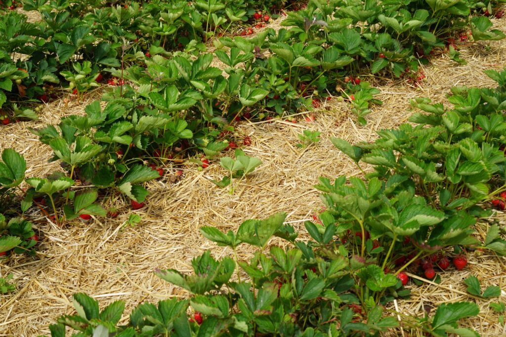 Farmer's Authenticity After Crop Loss Brings Community Rally - Mid-West ...