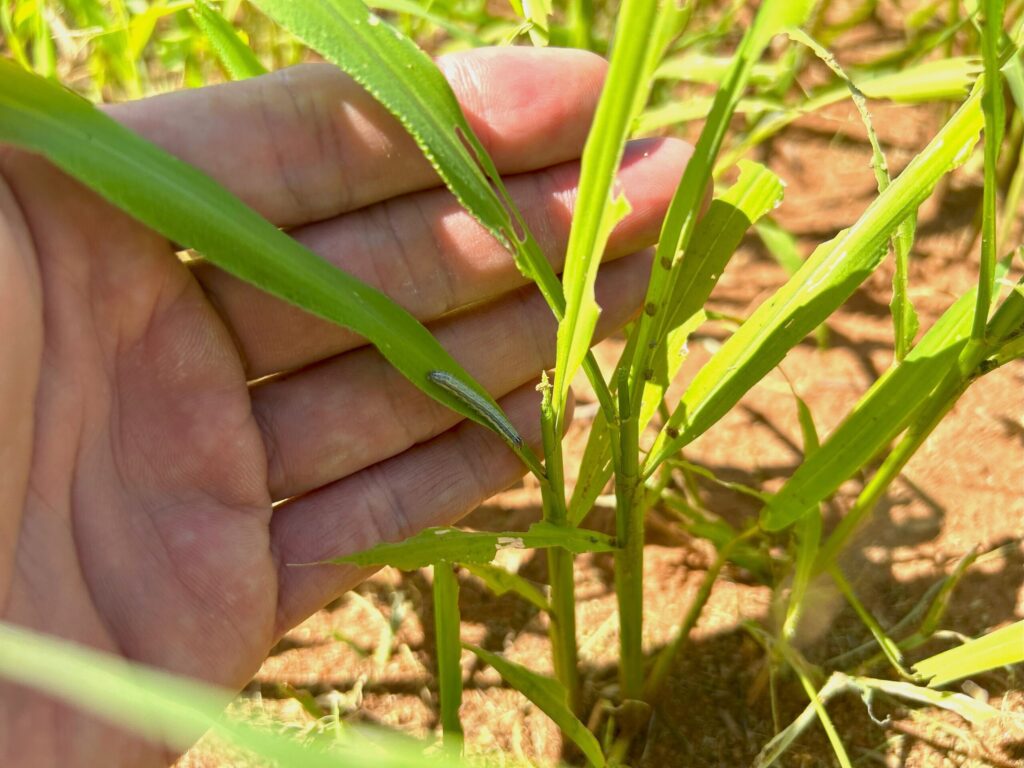 Alfalfa Weevil, True Armyworm & Slugs Noted In First Wave Of Pests ...