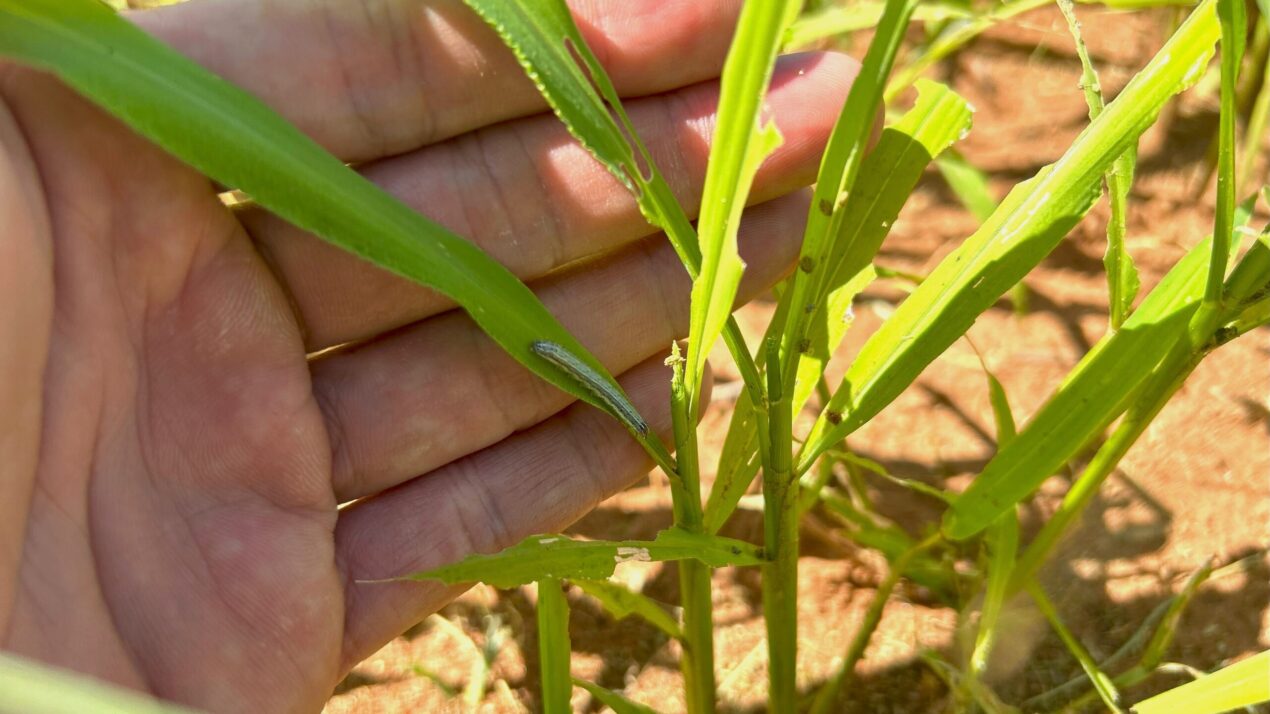 Alfalfa Weevil, True Armyworm & Slugs Noted In First Wave Of Pests ...