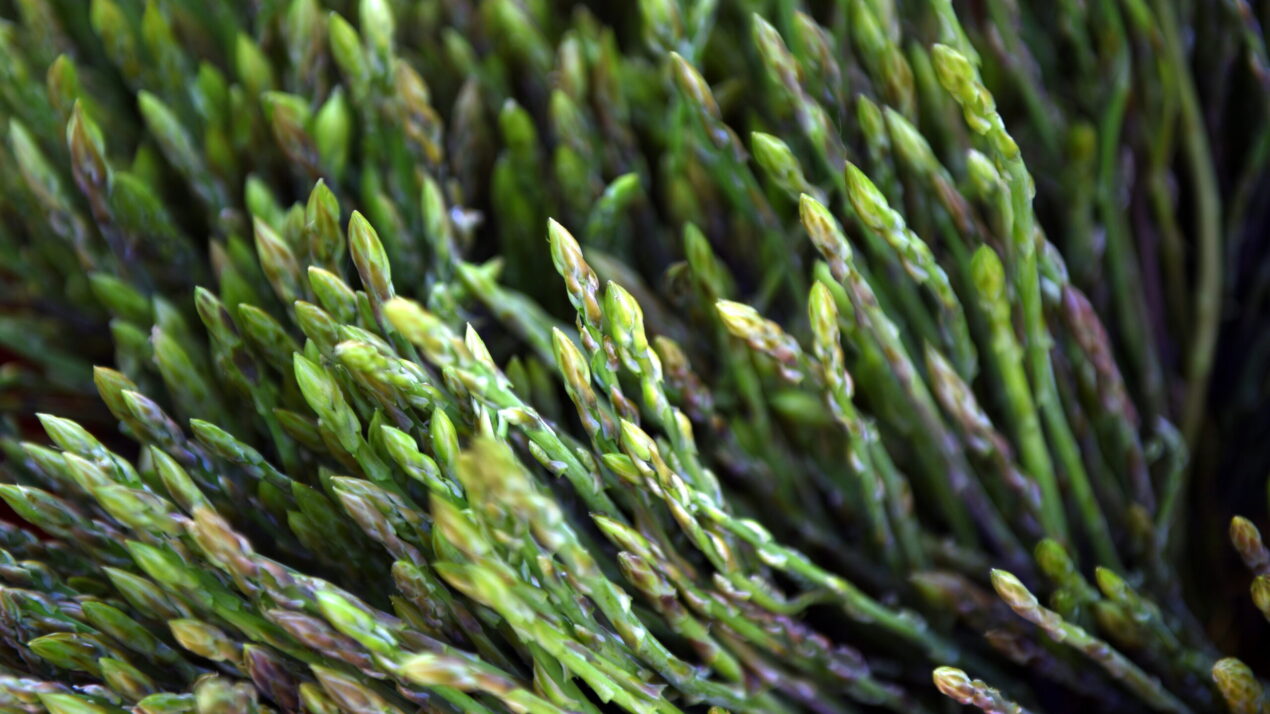 Weather Cuts Asparagus Crop In Half - Mid-West Farm Report