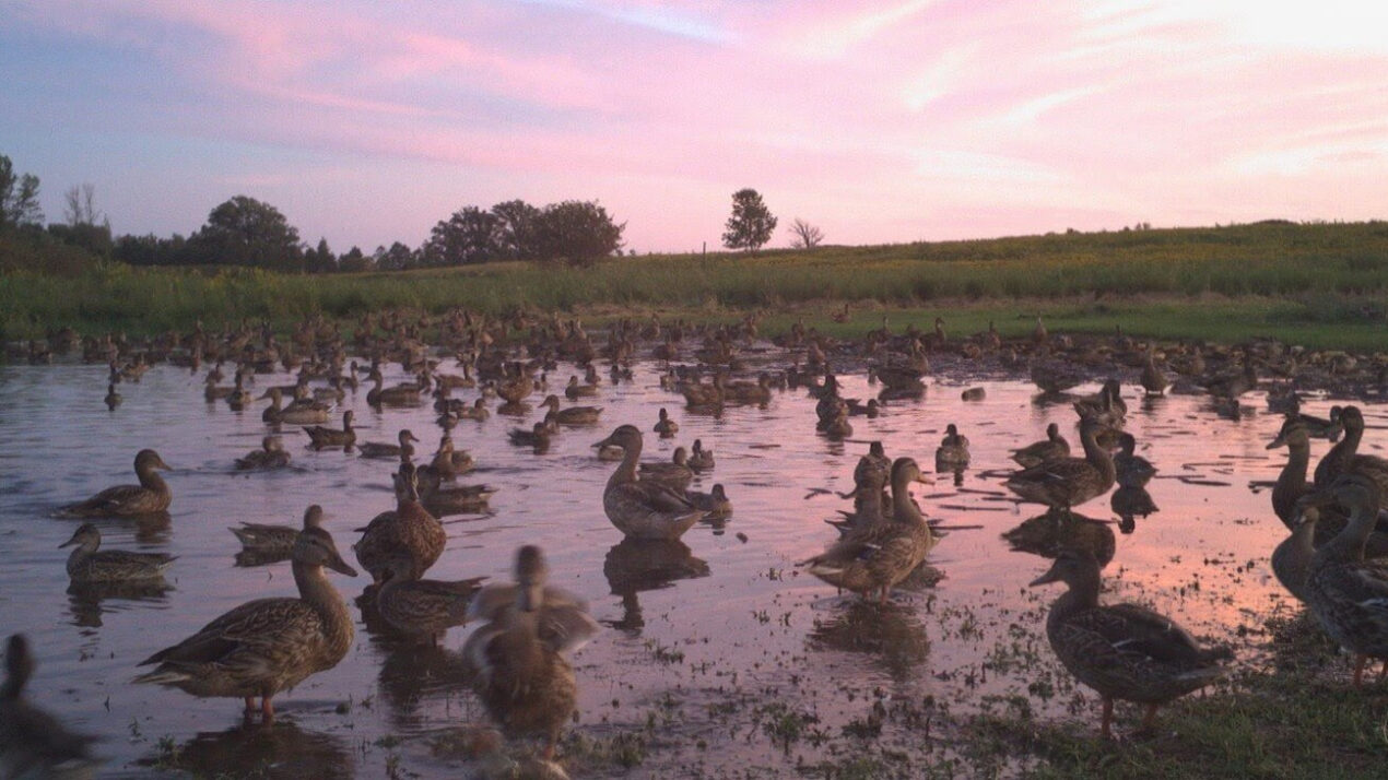 Wisconsin Wetlands Combat Loss With Support - Mid-West Farm Report
